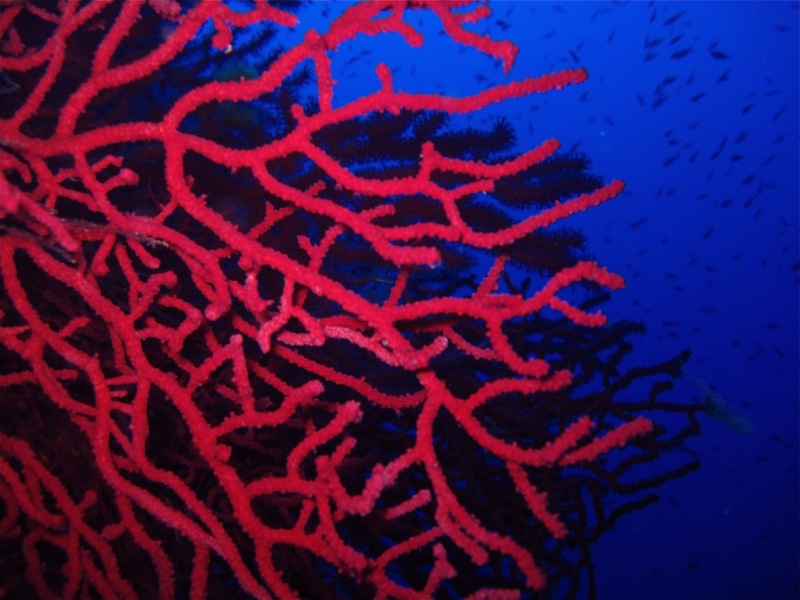 IL CORALLO: FOTO, VIDEO, INFO E CURIOSITÀ