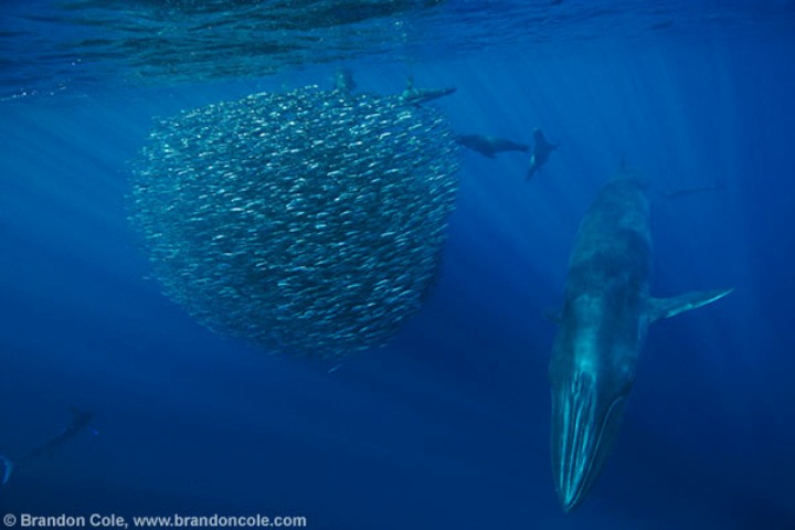 LE BALENE: FOTO, VIDEO, INFO E CURIOSITÀ