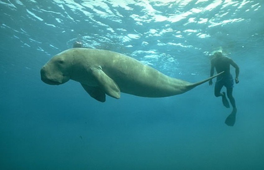 IL DUGONGO UN ANIMALE ACQUATICO A RISCHIO D'ESTINZIONE