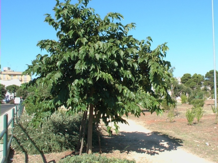 IL GELSO, COLTIVAZIONE E CURA