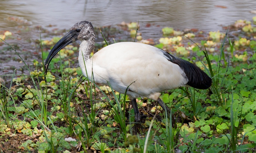 UCCELLI: L'IBIS SACRO D'EGITTO