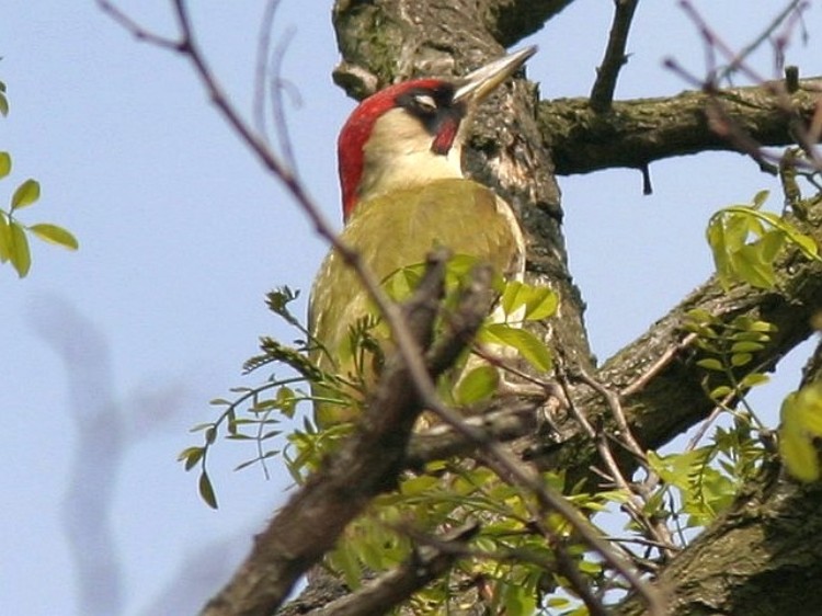 IL PICCHIO [CURIOSITÀ, FOTO E VIDEO]