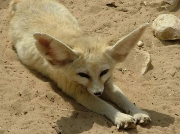 Il fennec: la piccola volpe del deserto