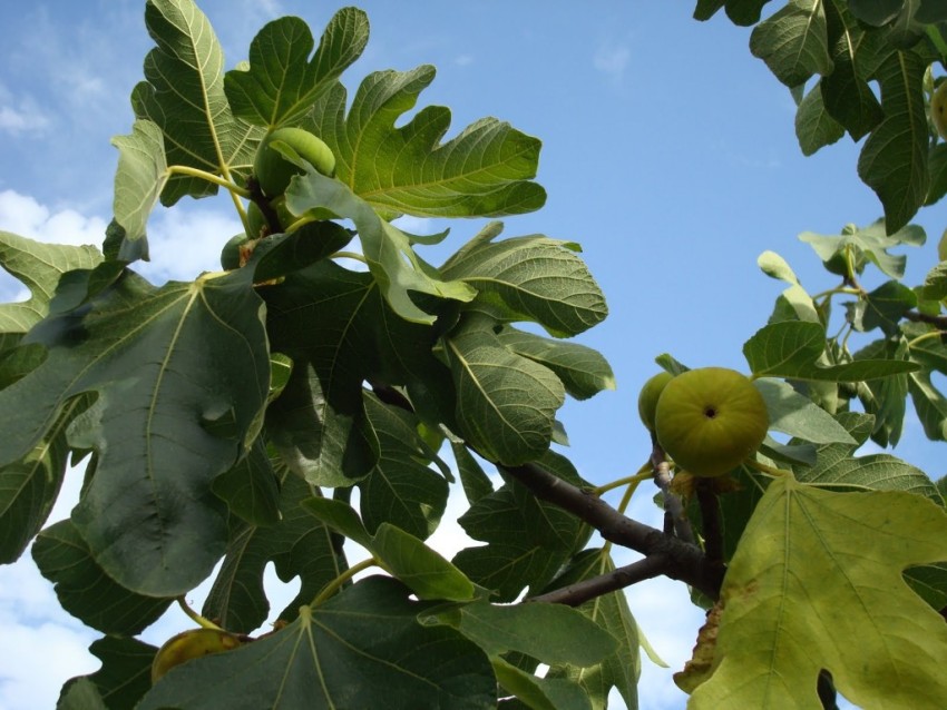 IL FICO COMUNE O FICUS CARICA [CONSIGLI POTATURA]