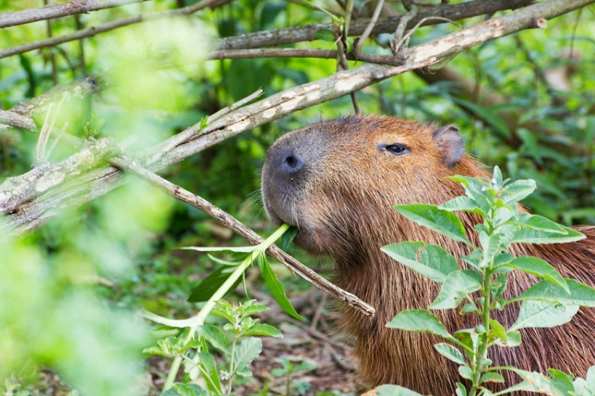 IL CAPIBARA, IL RODITORE PIÙ GRANDE DEL MONDO