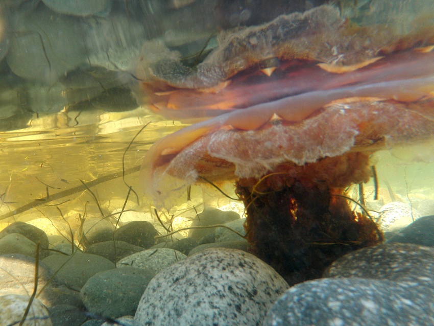 LA MEDUSA CRINIERA DI LEONE ( CYANEA CAPILLATA)