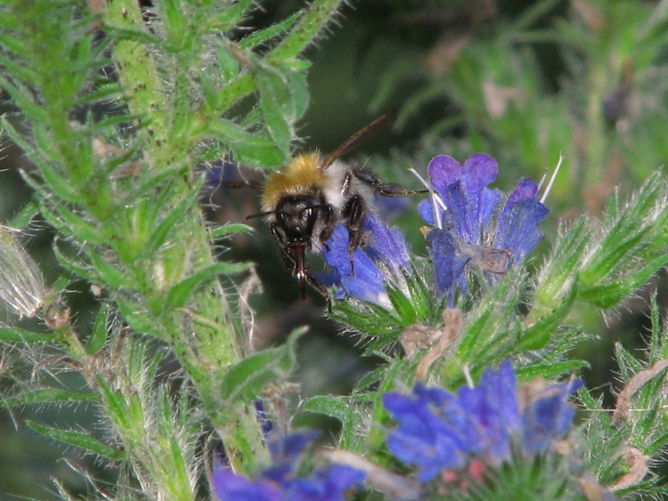 L'ECHIUM VULGARE O VIPERINA AZZURRA - ERBA VIPERINA, PIANTA CURATIVA (FOTO)