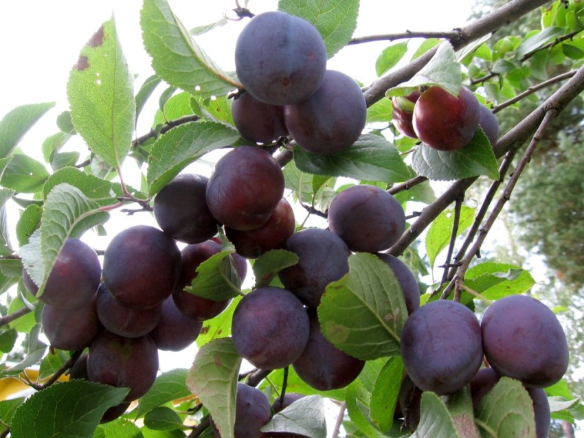 LA SUSINA O PRUGNA, ALBERO E FRUTTO: PERIODO DI FIORITURA, CURA E ...