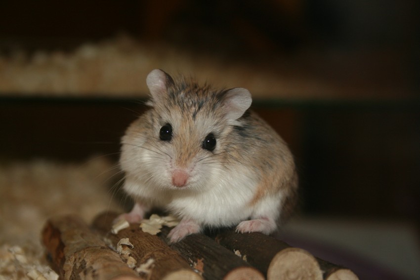 IL CRICETO: [CURIOSITÀ, FOTO E VIDEO]