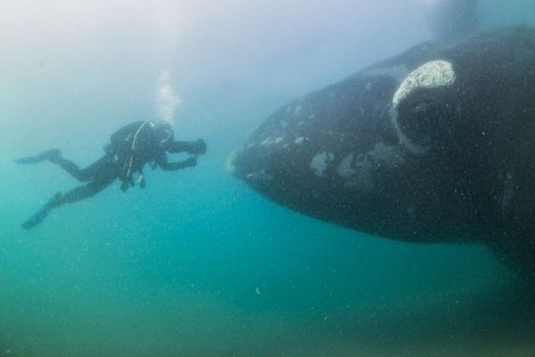 LE BALENE: FOTO, VIDEO, INFO E CURIOSITÀ