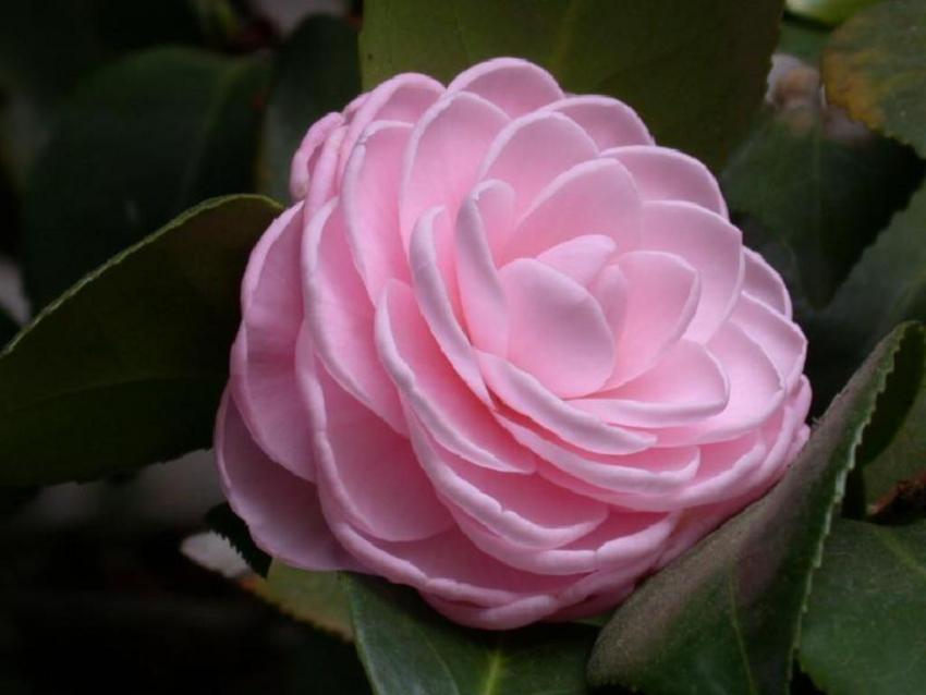 LA CAMELIA, IL FIORE DEGLI INNAMORATI [SIGNIFICATO]