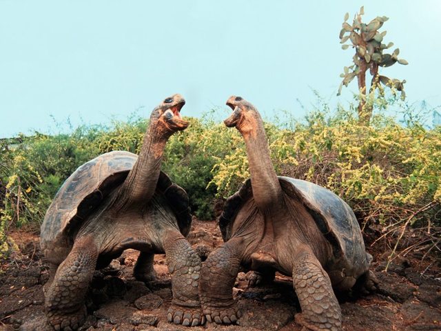 LA TESTUGGINE GIGANTE DELLE GALAPAGOS, ESTINTA O SOLO NASCOSTA?