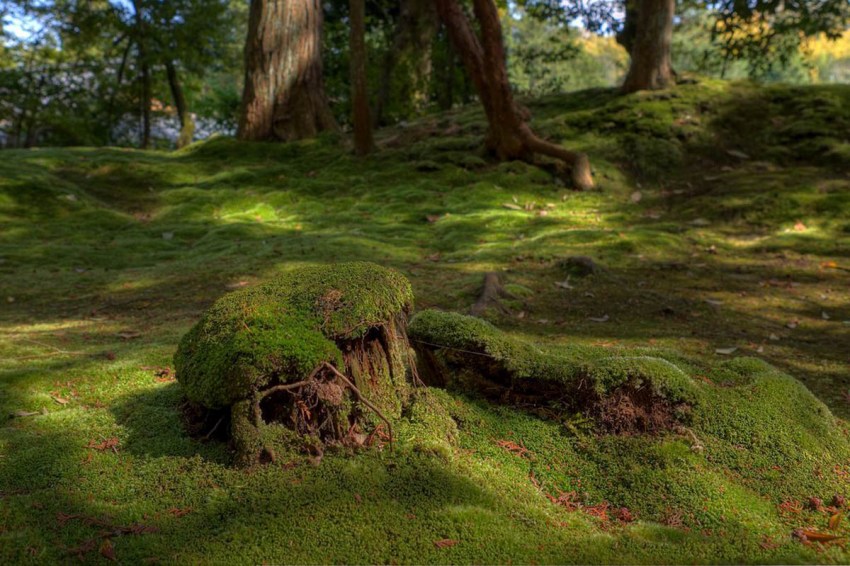 IL MUSCHIO, TUTTE LE SPECIE: RIPRODUZIONE, CURIOSITA' E CARATTERISTICHE ...