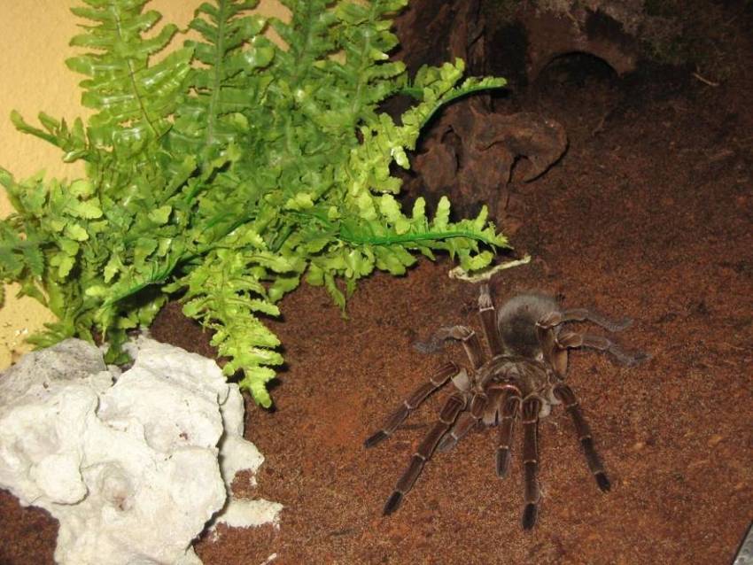 LA TARANTOLA GOLIA, IL RAGNO PIÙ GRANDE DEL MONDO [FOTO]