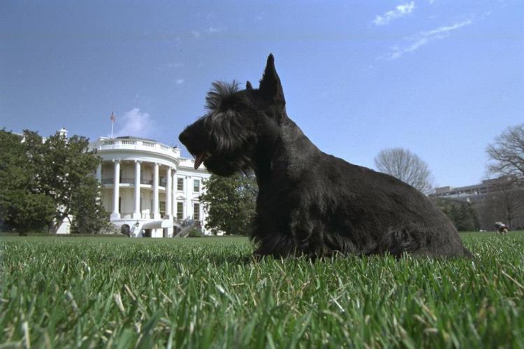 LO SCOTTISH TERRIER, CANE TAGLIA MEDIA: CARATTERISTICHE E QUALITÀ (FOTO)