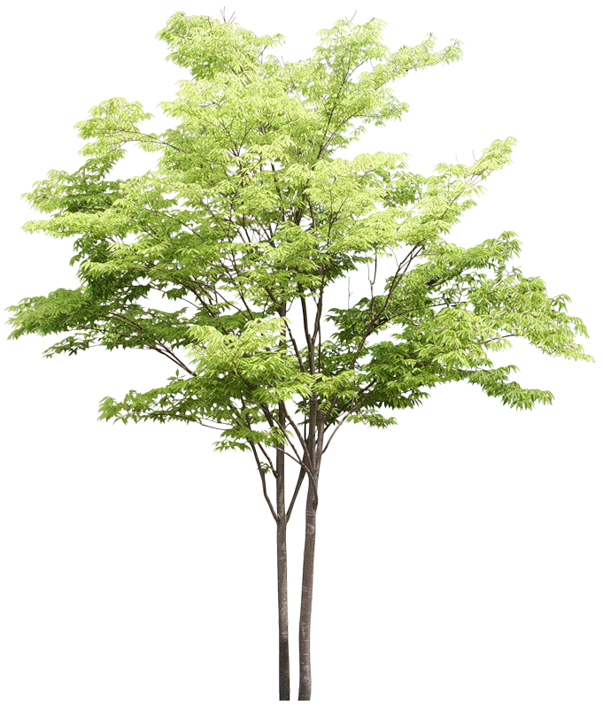 ALBERI, NATURA, RAMI IN PNG, PER LA GRAFICA [MATERIALE PER PSP E PS]