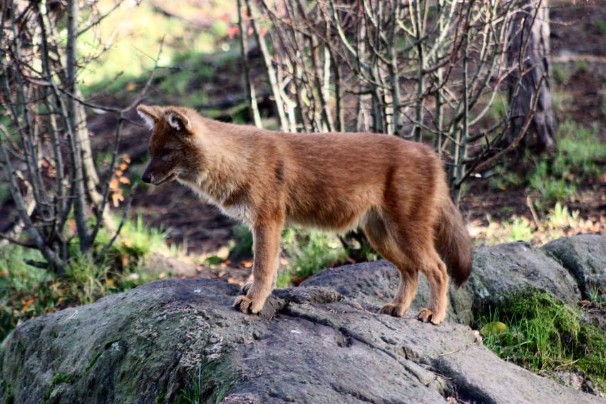 IL LUPO ROSSO: CANIS RUFUS, UNA DELLE SPECIE SOPRAVVISSUTA ALL'ERA GLACIALE