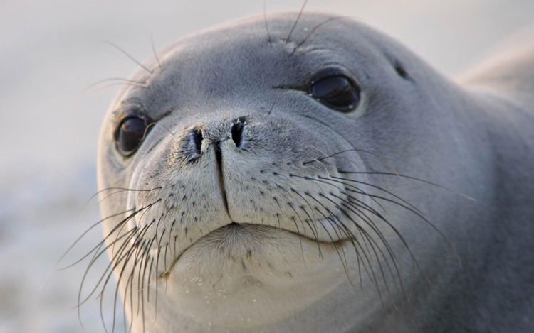 LA FOCA DAL CAPPUCCIO (CYSTOPHORA CRISTATA)