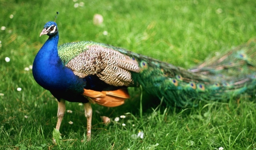 IL PAVONE O PAVONE BLU [ALLEVAMENTO, SCHEDA E FOTO]