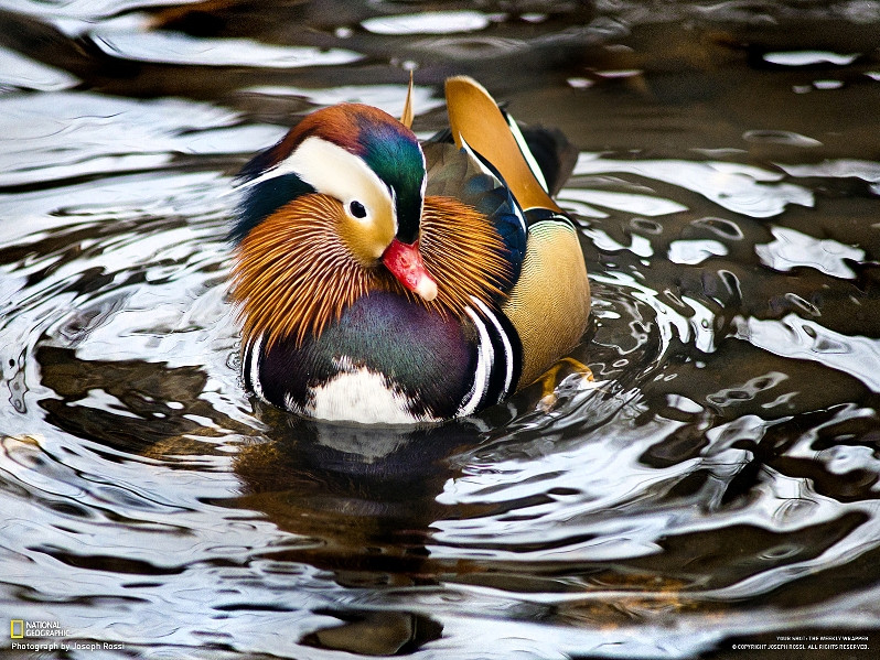 ANATRA MANDARINO, AIX GALERICULATA [CURIOSITÀ, FOTO E VIDEO]