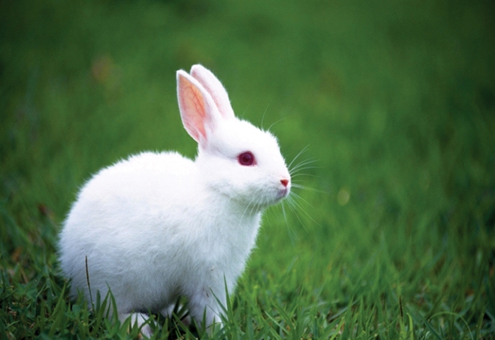 Oryctolagus cuniculus: Il coniglio