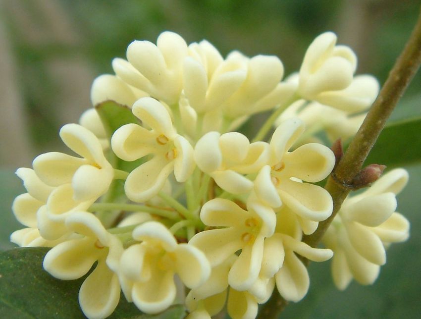 OSMANTO ODOROSO, OSMANTHUS FRAGRANS: CARATTERISTICHE E SCHEDA [FOTO]