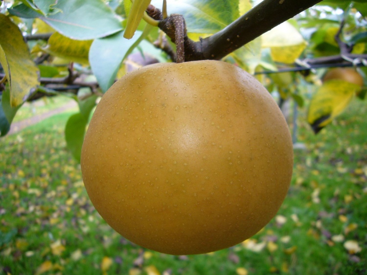 IL NASHI O NAKAI, DAL FRUTTO CONOSCIUTO COME MELA-PERA