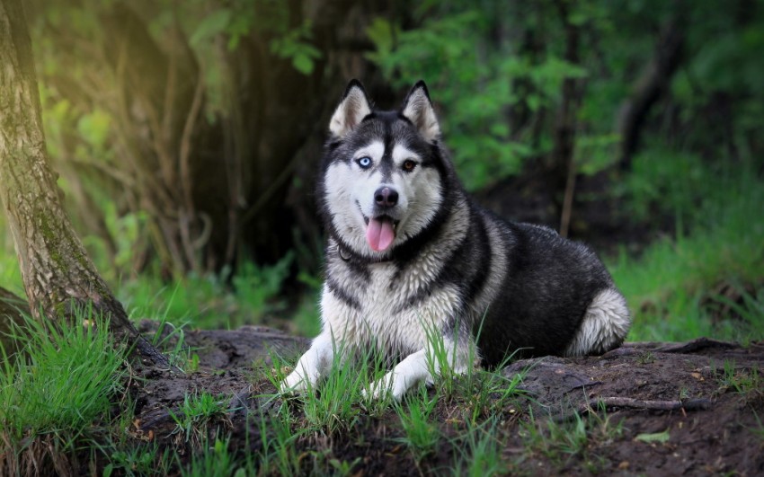 IL CANE HUSKY, CANE DI TAGLIA MEDIA: CARATTERISTICHE E QUALITÁ (FOTO)