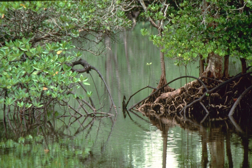 LA MANGROVIA