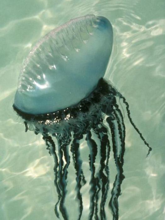 LE MEDUSE, JELLYFISH [CURIOSITÀ, CONSIGLI UTILI, FOTO E VIDEO]
