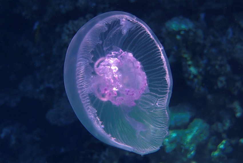 LE MEDUSE, JELLYFISH [CURIOSITÀ, CONSIGLI UTILI, FOTO E VIDEO]