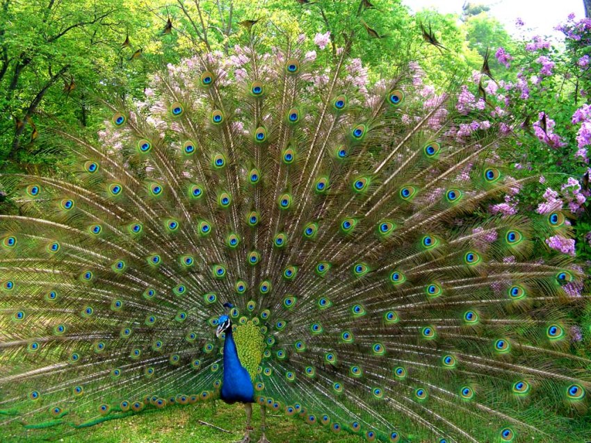 IL PAVONE O PAVONE BLU [ALLEVAMENTO, SCHEDA E FOTO]