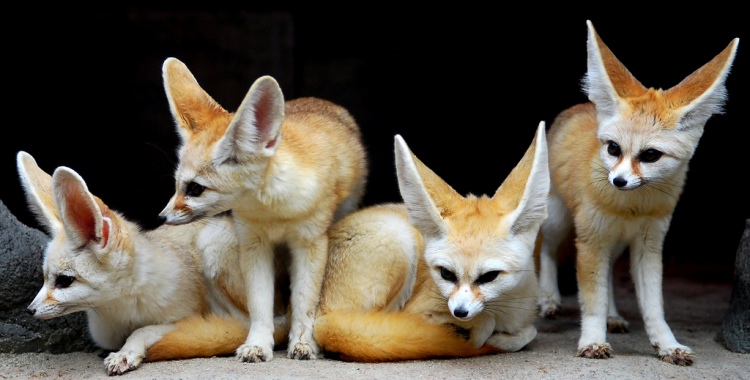 Il fennec: la piccola volpe del deserto