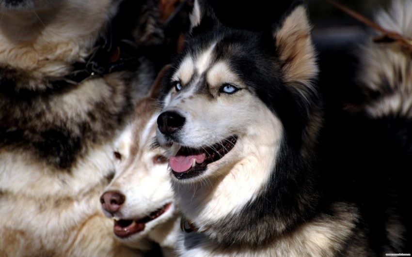 IL CANE HUSKY, CANE DI TAGLIA MEDIA: CARATTERISTICHE E QUALITÁ (FOTO)