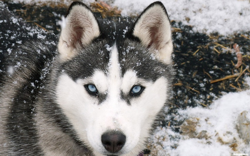 IL CANE HUSKY, CANE DI TAGLIA MEDIA: CARATTERISTICHE E QUALITÁ (FOTO)