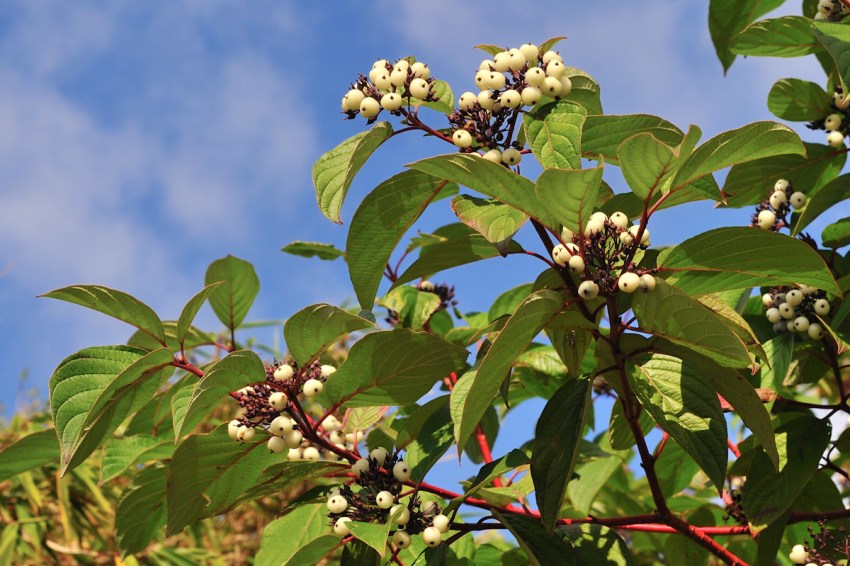 IL CORNIOLO O CORNUS ALBA, ELEGANTE PIANTA DA SIEPI [CONSIGLI UTILI]