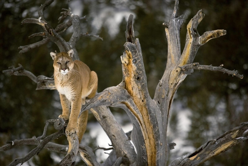 IL PUMA O COGUARO O LEONE DI MONTAGNA [CURIOSITÀ, FOTO E VIDEO]