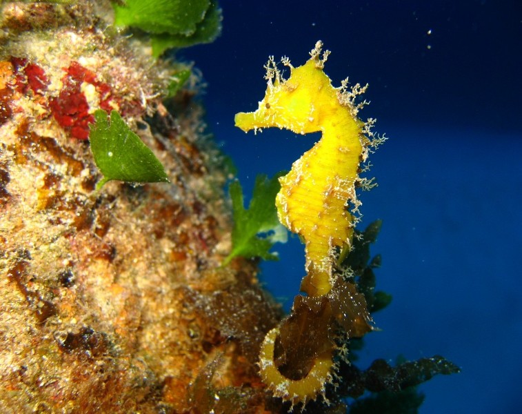 IL CAVALLUCCIO MARINO O HIPPOCAMPUS [TUTTE LE SPECIE, INFO, FOTO E VIDEO]