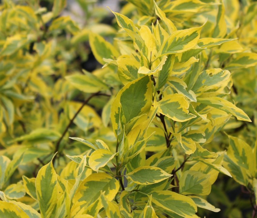 IL CORNIOLO O CORNUS ALBA, ELEGANTE PIANTA DA SIEPI [CONSIGLI UTILI]