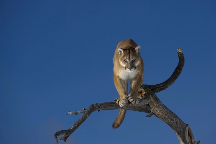 IL PUMA O COGUARO O LEONE DI MONTAGNA [CURIOSITÀ, FOTO E VIDEO]