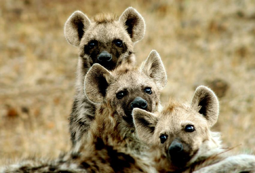LA IENA, LO SPAZZINO DELLE SAVANE