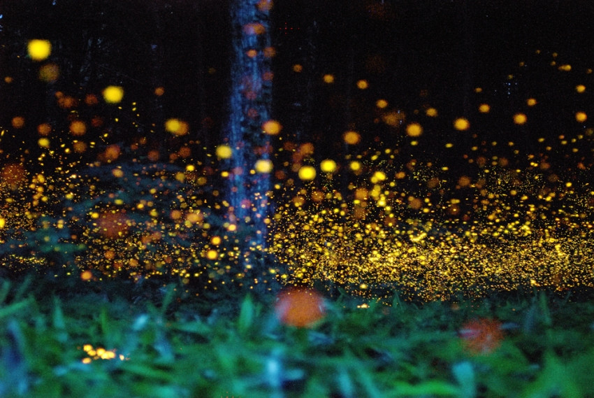 LA LUCCIOLA, LA MAGIA DI QUESTO STRAORDINARIO INSETTO