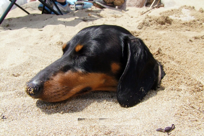 IL CANE BASSOTTO: CARATTERISTICHE E QUALITÁ (FOTO)