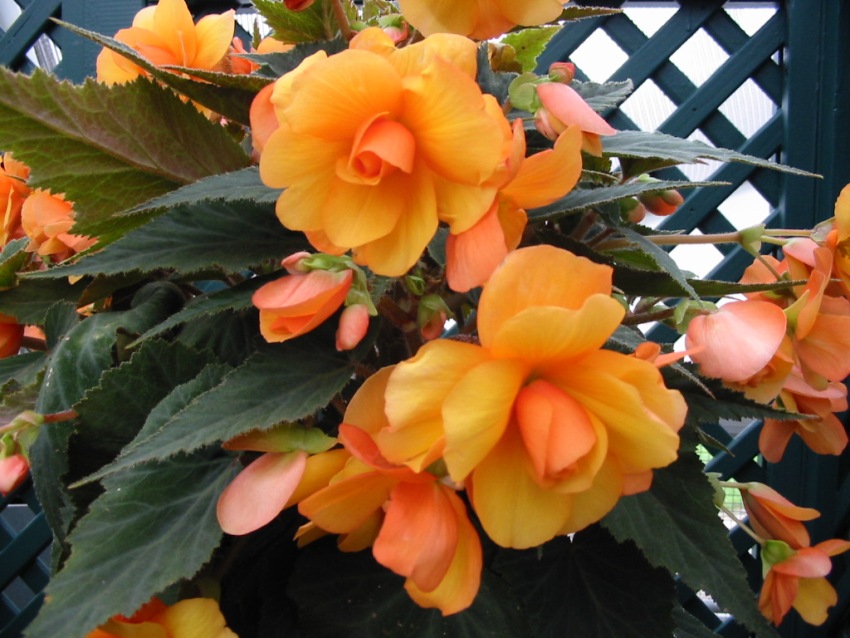 LA BEGONIA, CONSIGLI UTILI SU COME PRENDERSENE CURA