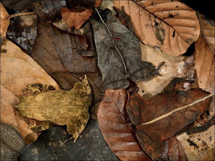 IL MIMETISMO NEL MONDO ANIMALE [FOTO]