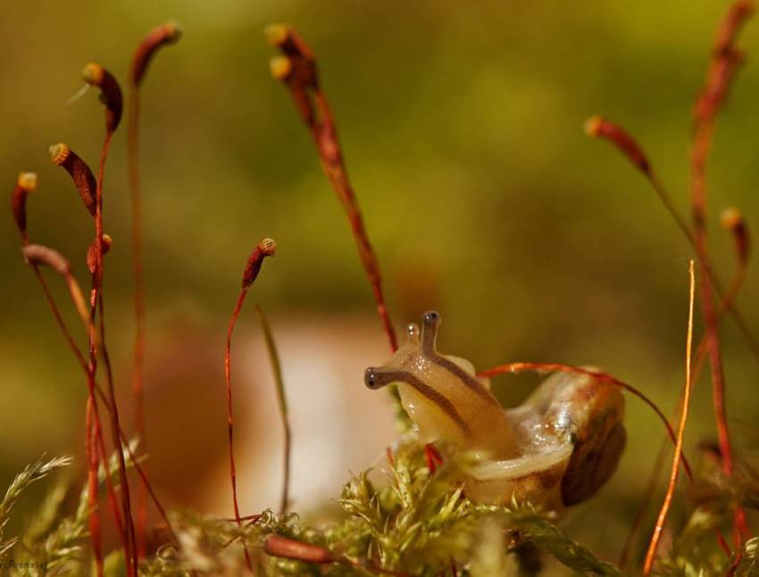 IL MUSCHIO, TUTTE LE SPECIE: RIPRODUZIONE, CURIOSITA' E CARATTERISTICHE ...