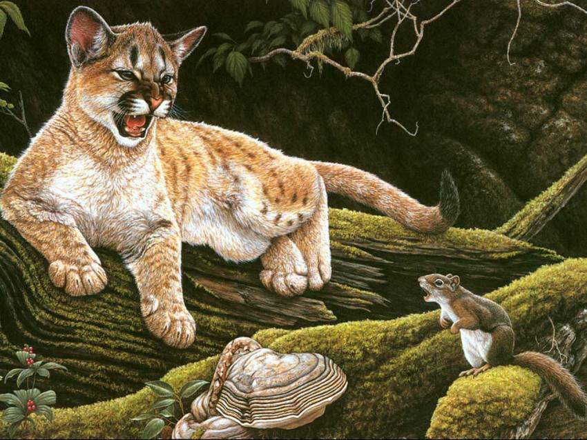 IL PUMA O COGUARO O LEONE DI MONTAGNA [CURIOSITÀ, FOTO E VIDEO]