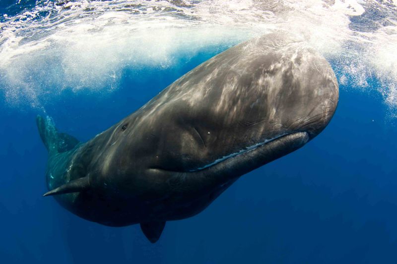 PHYSETER MACROCEPHALUS: IL CAPODOGLIO, IL PIÙ GRANDE MAMMIFERO DEL MONDO