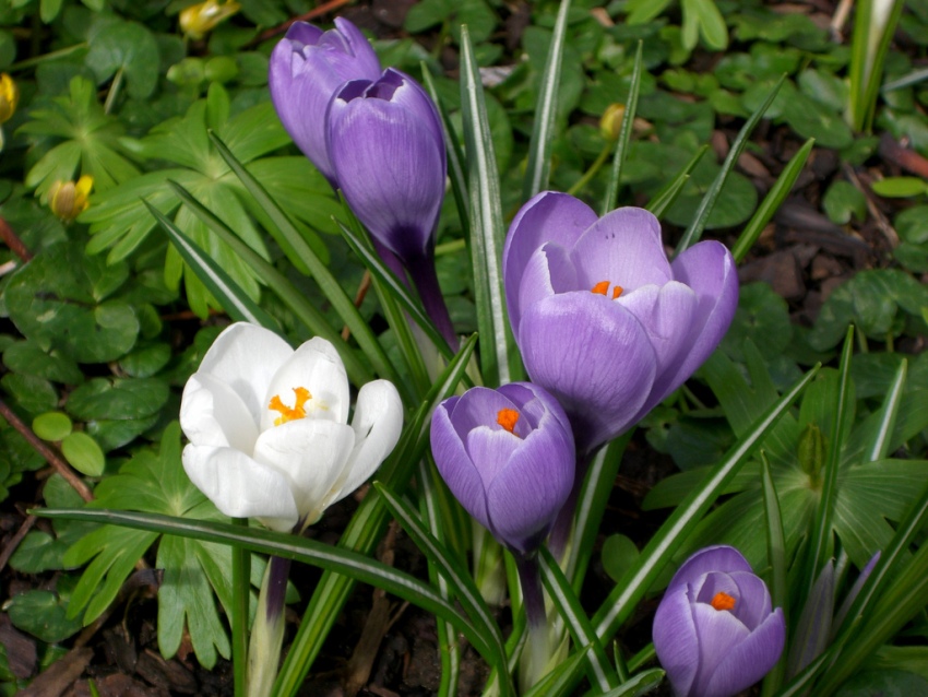 CROCUS, IL FIORE A FORMA DI COPPA