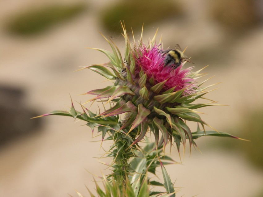 IL CARDO O CARDUUS [CONSIGLI, USI E CURE]
